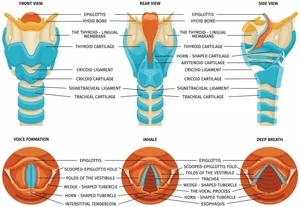 What Is a Laryngeal Cleft? — Laryngeal Cleft Network