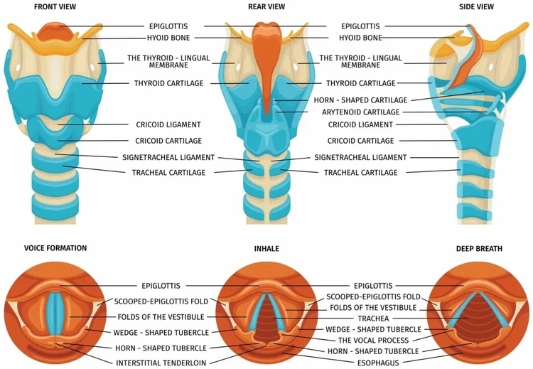 What is a Laryngeal Cleft? — Laryngeal Cleft Network