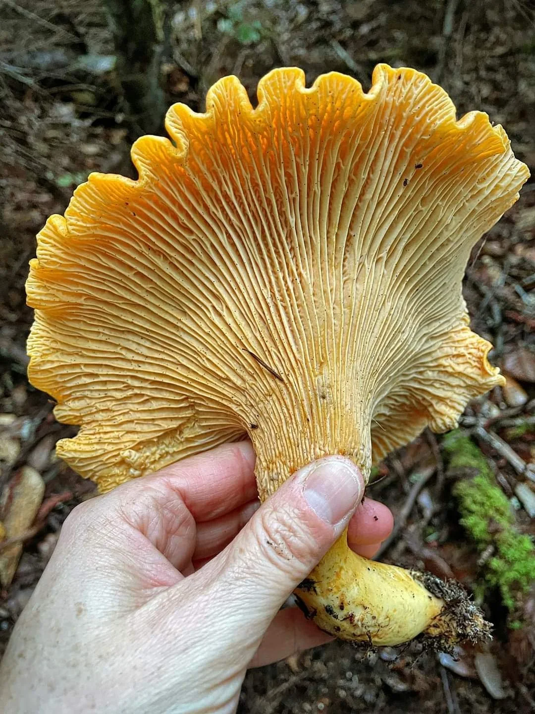 Sonoma Mushroom Foraging Jan 2026 — Fork In the Path