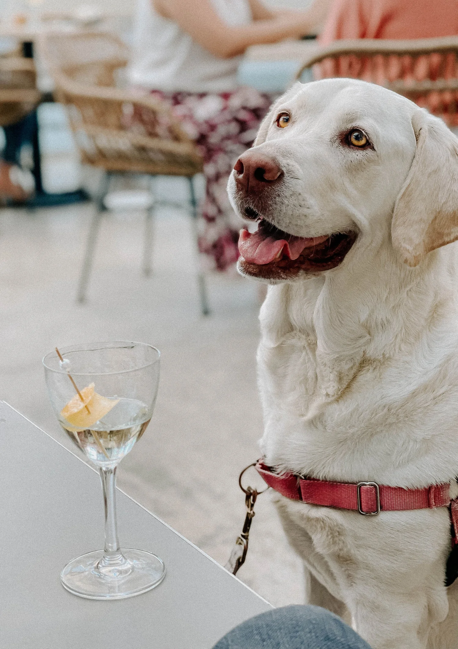Boozehounds, Palm Springs