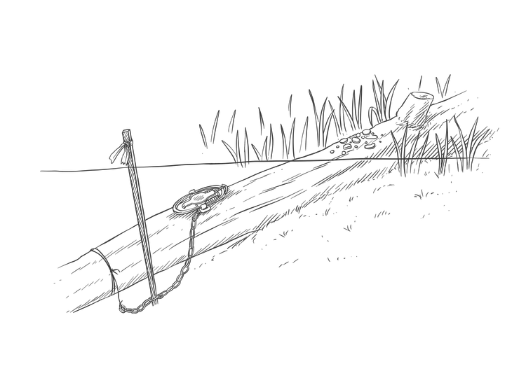 How to Trap Muskrats — TRAPLINE TIPS