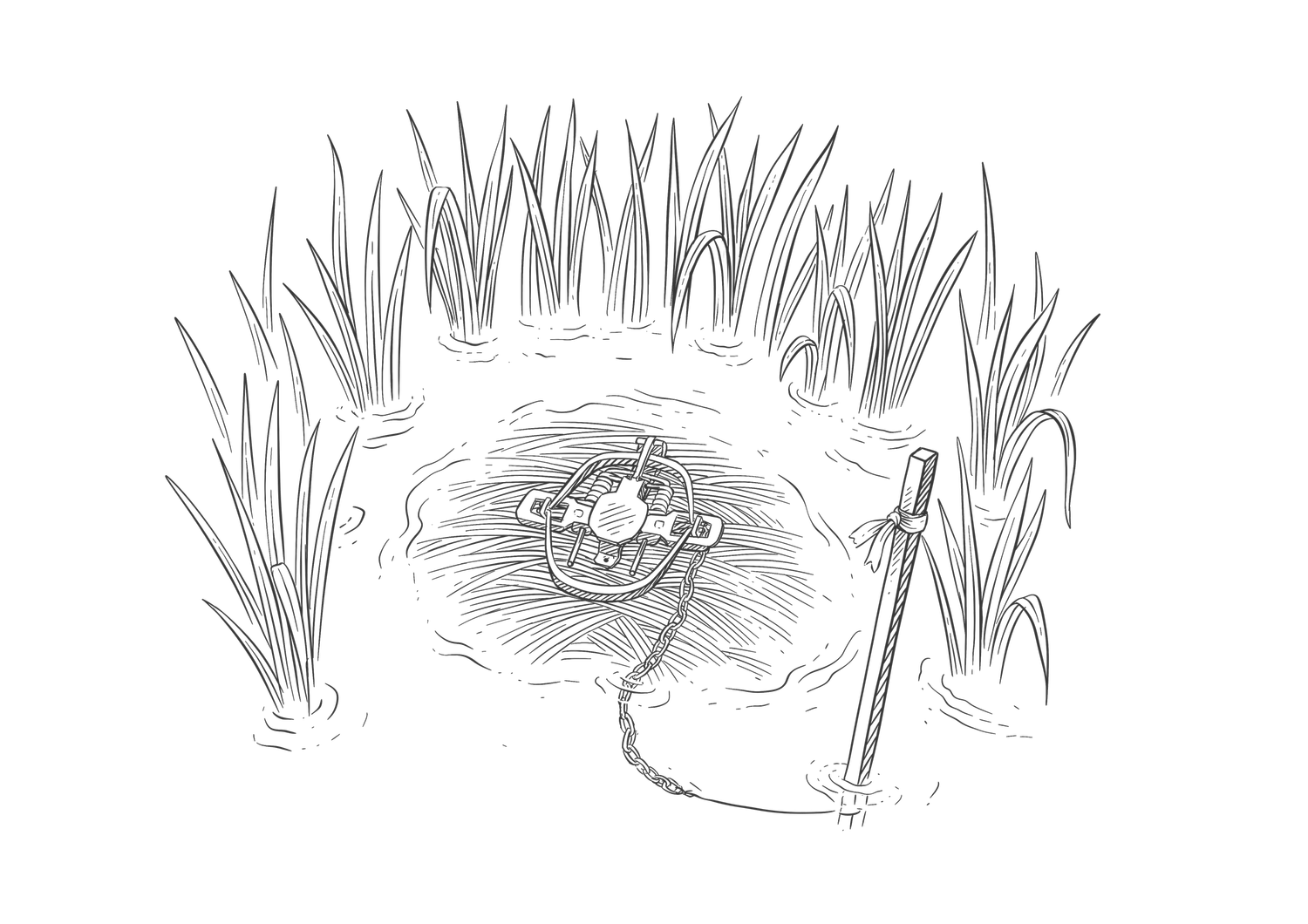 How to Trap Muskrats — TRAPLINE TIPS