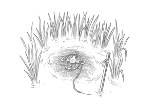 How to Trap Muskrats — TRAPLINE TIPS