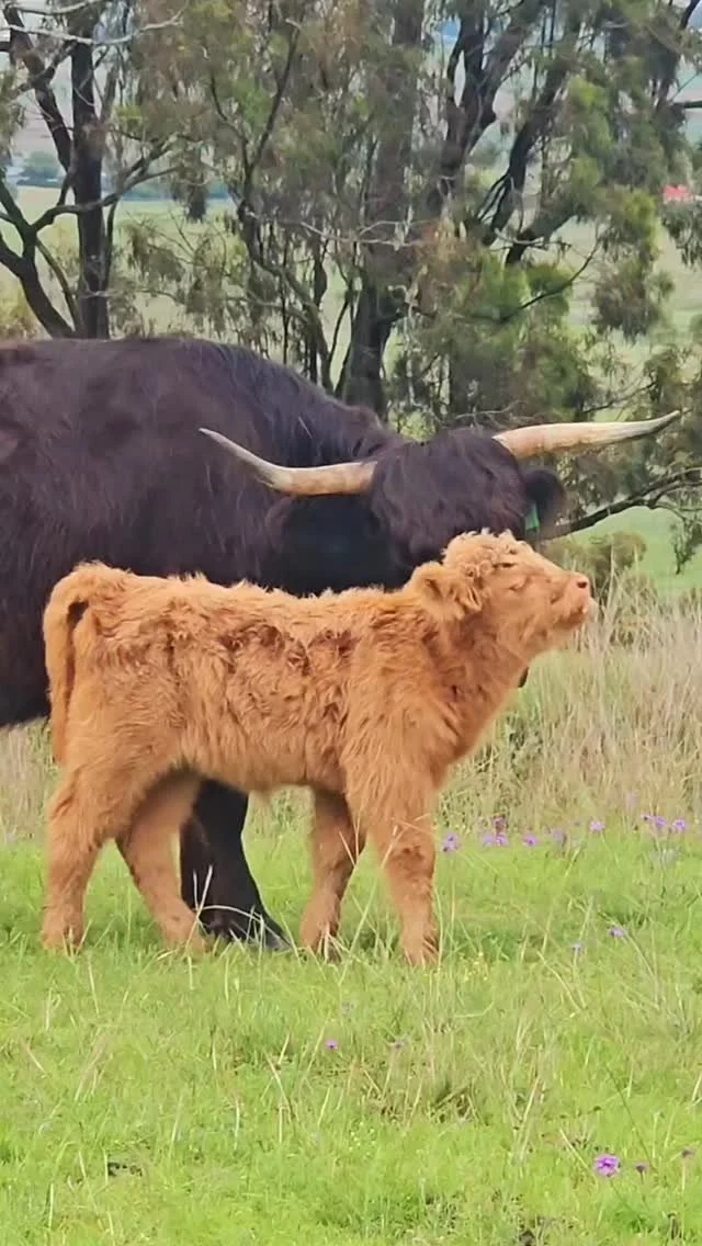 Home | Discover Highland Cattle Tours