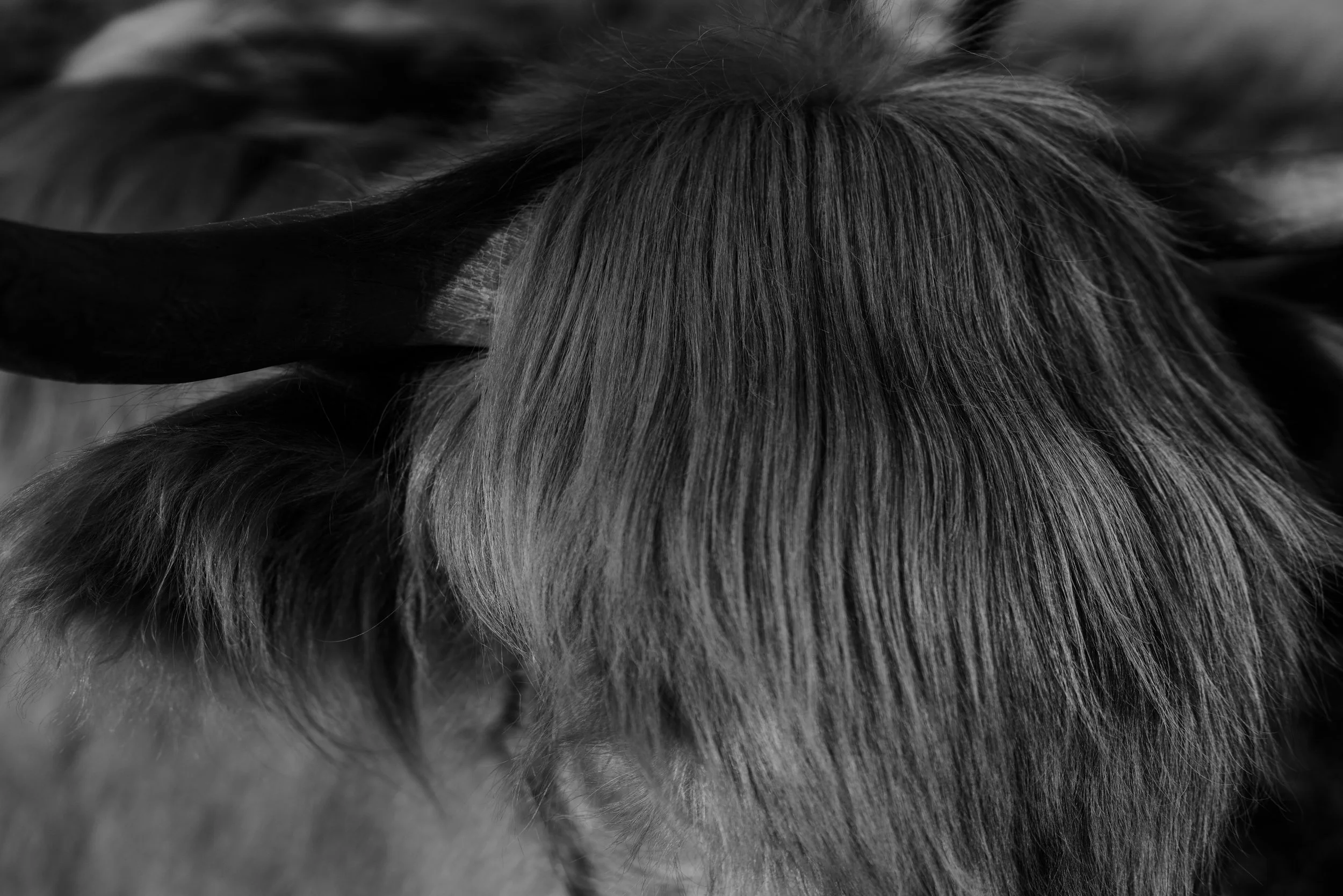 Highland Cow Experiences and Photography - Mostyn Highland Fold ...