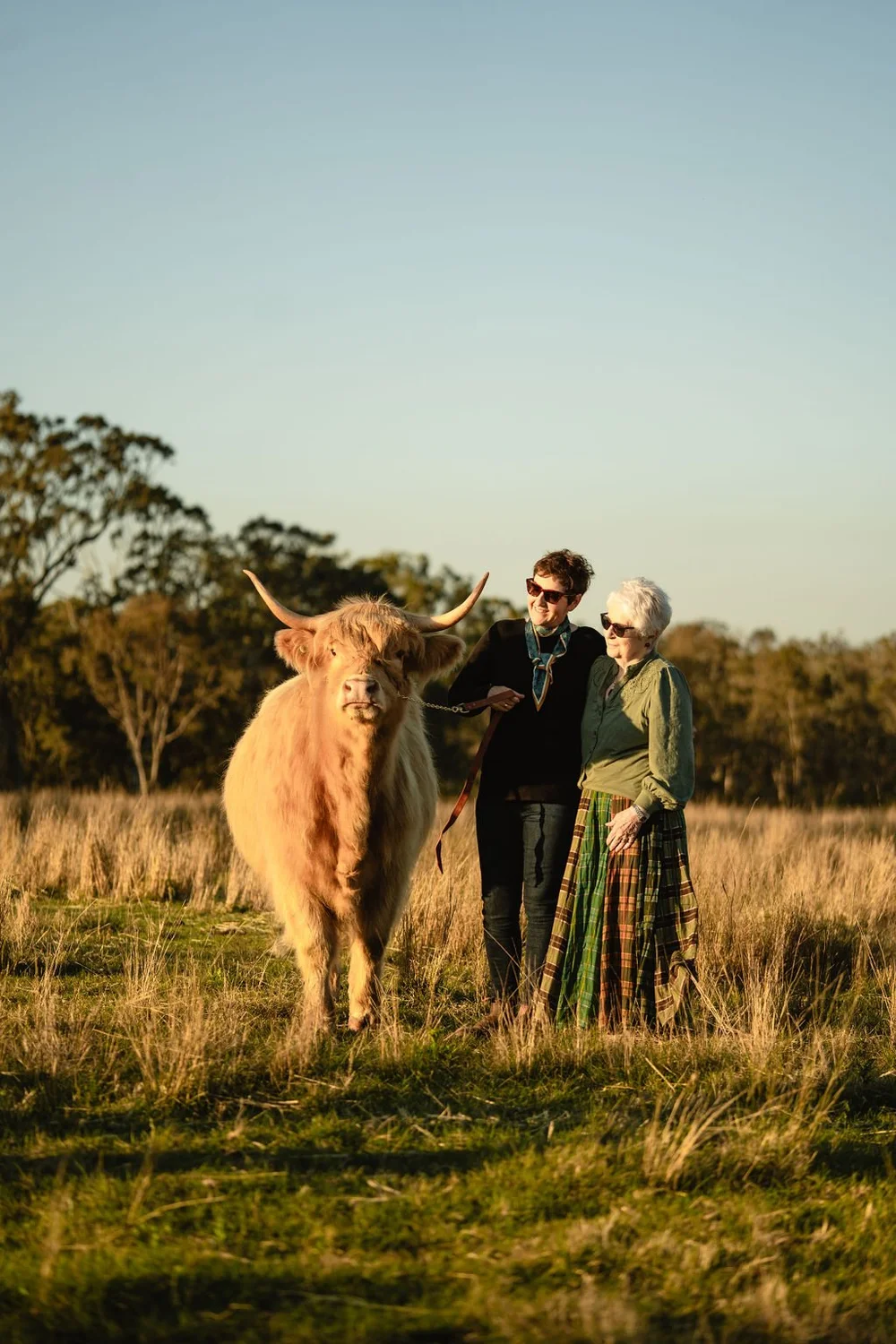 Home | Discover Highland Cattle Tours