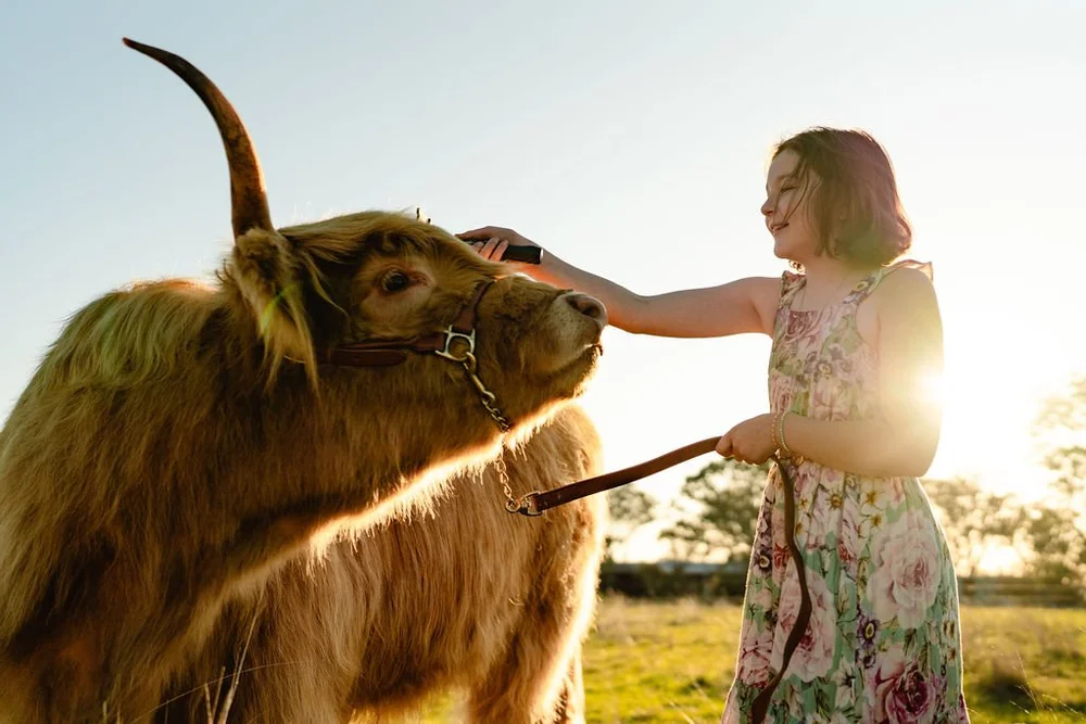 Home | Discover Highland Cattle Tours