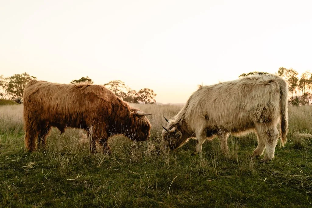 Home | Discover Highland Cattle Tours