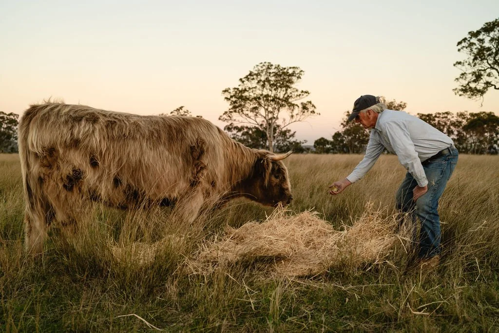 Highland Cow Experiences and Photography - Mostyn Highland Fold ...