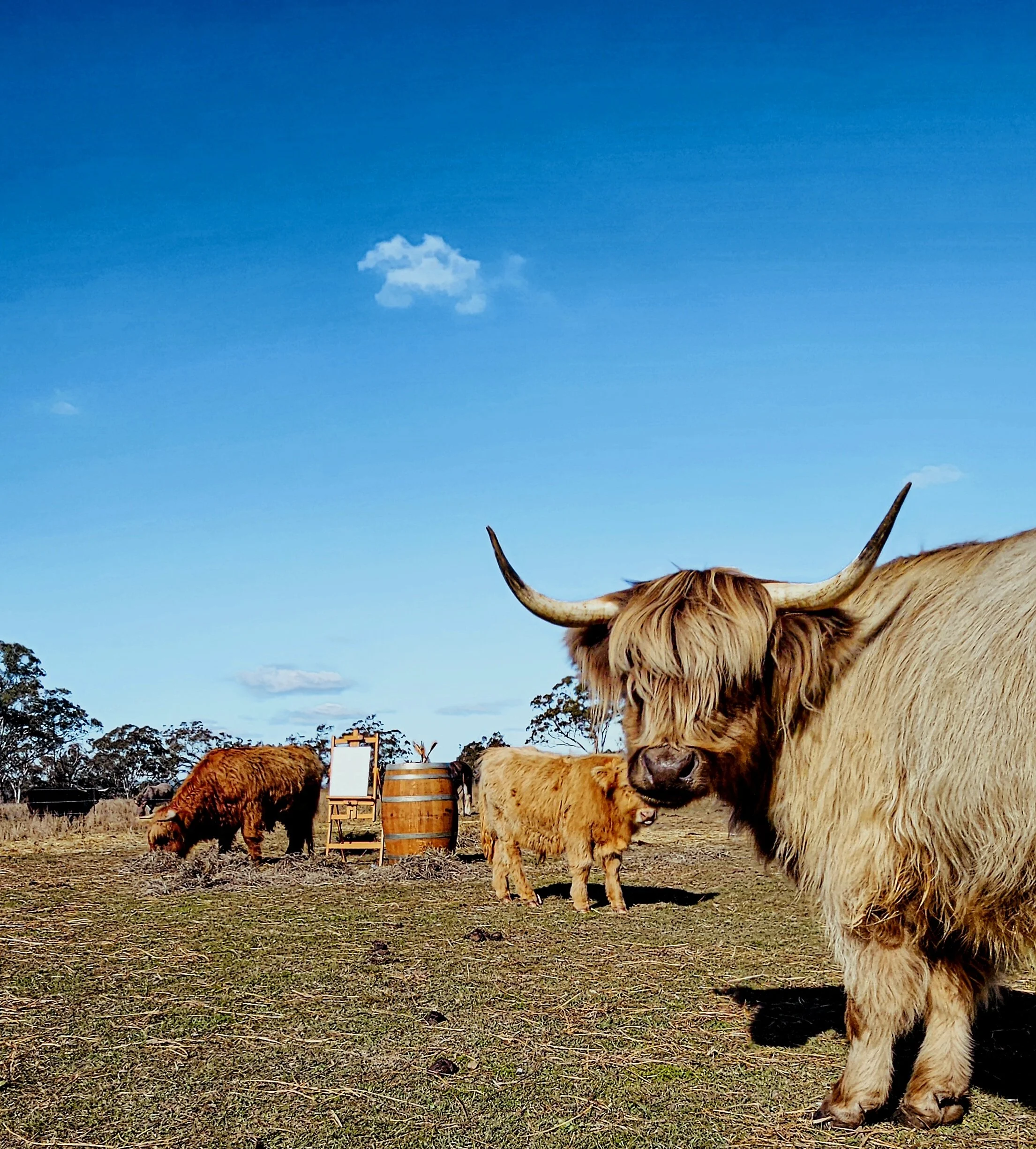 Home | Discover Highland Cattle Tours