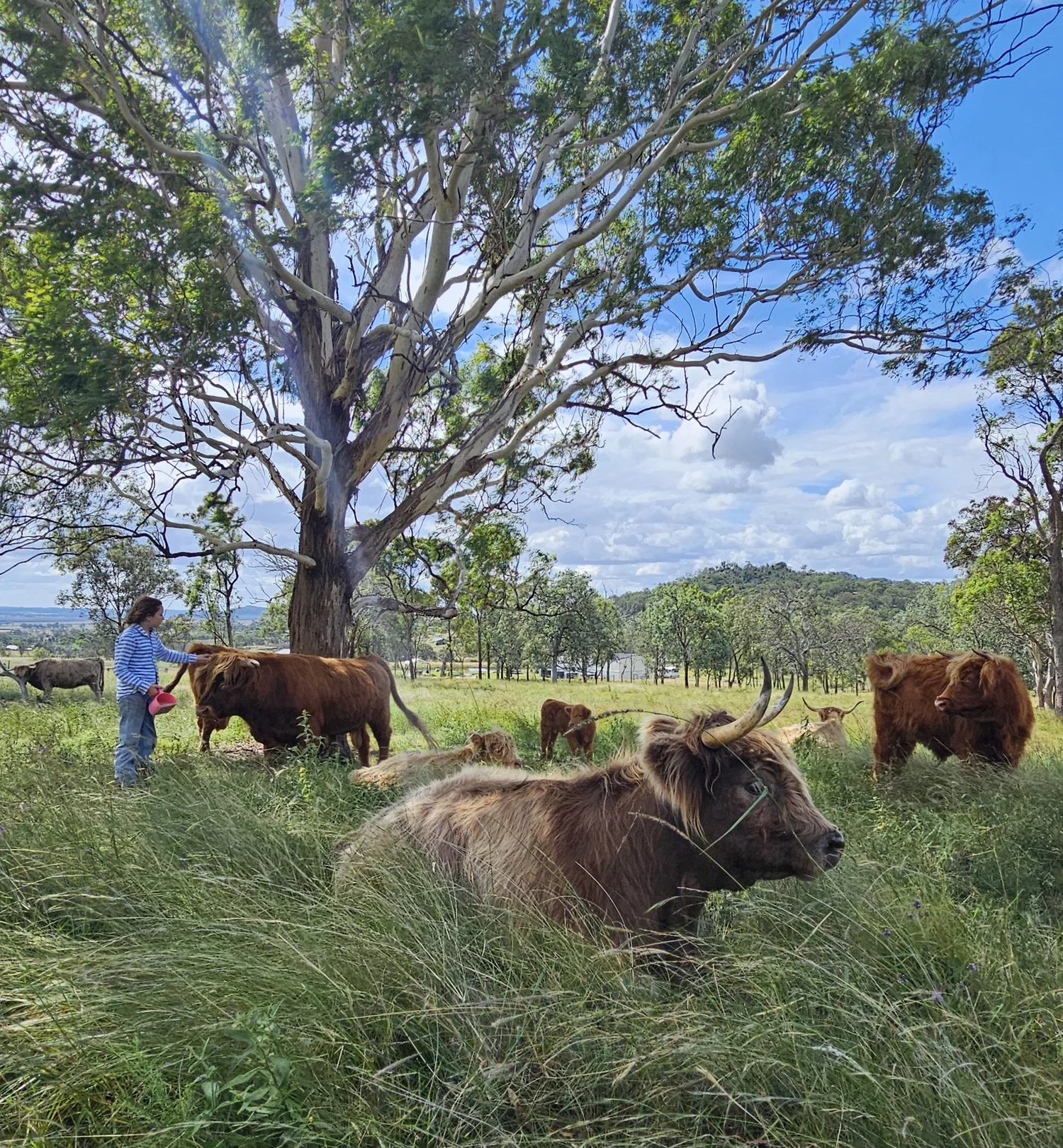 Highland Cow Experiences and Photography - Mostyn Highland Fold ...