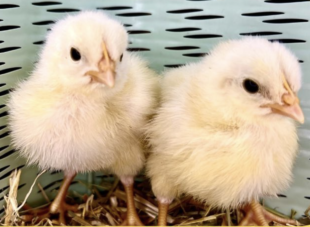 Chicks & Chickens | Top-Quality Layers | Meat Birds | Novelty Breeds ...