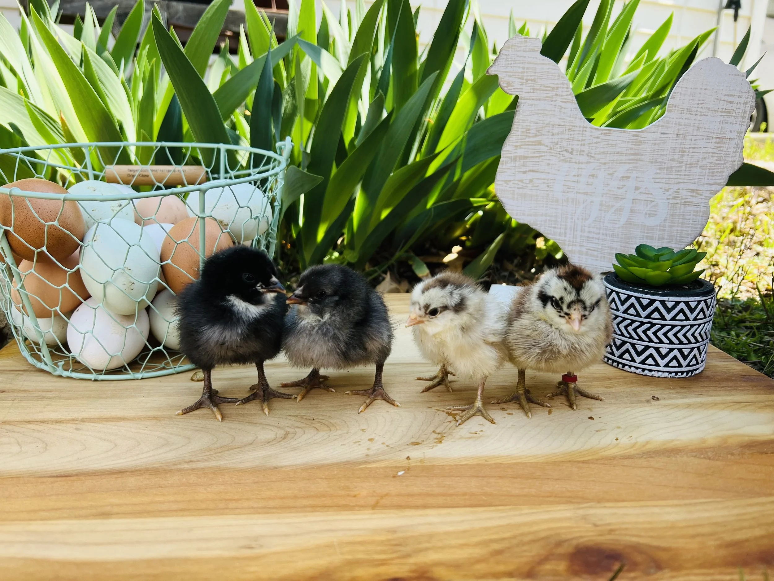 Chicks & Chickens | Top-Quality Layers | Meat Birds | Novelty Breeds ...