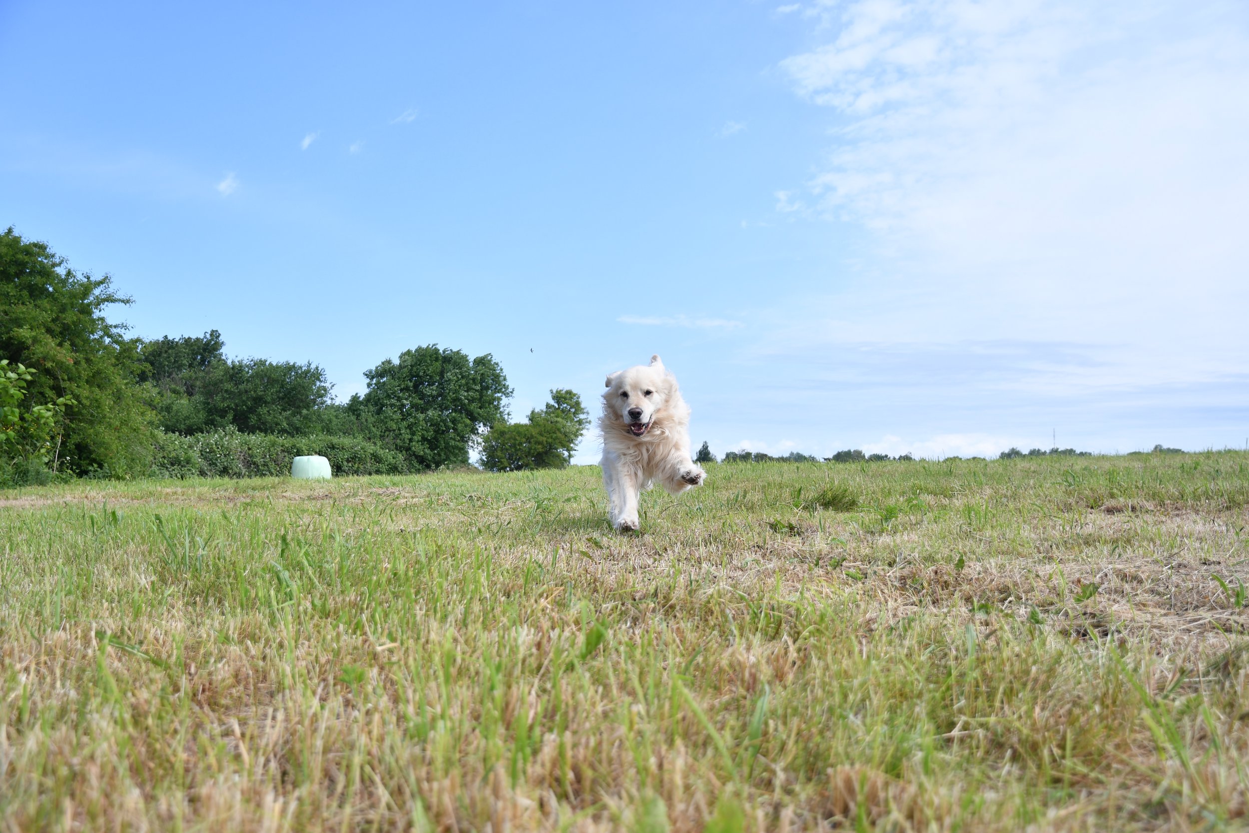 Warren Dog Park