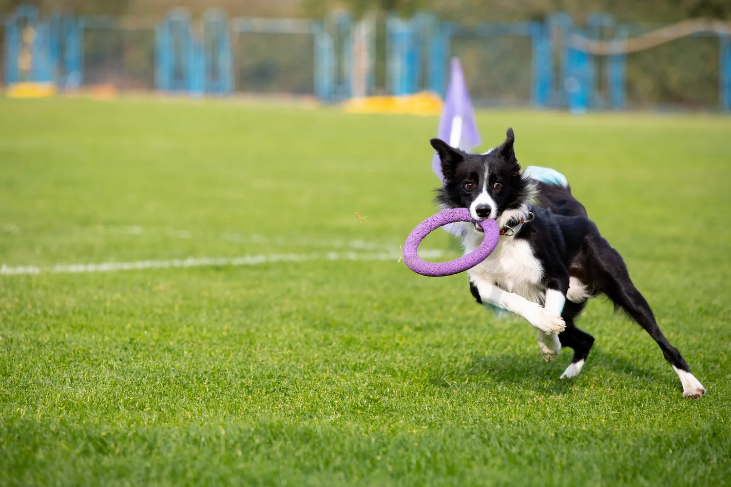 Warren Dog Park