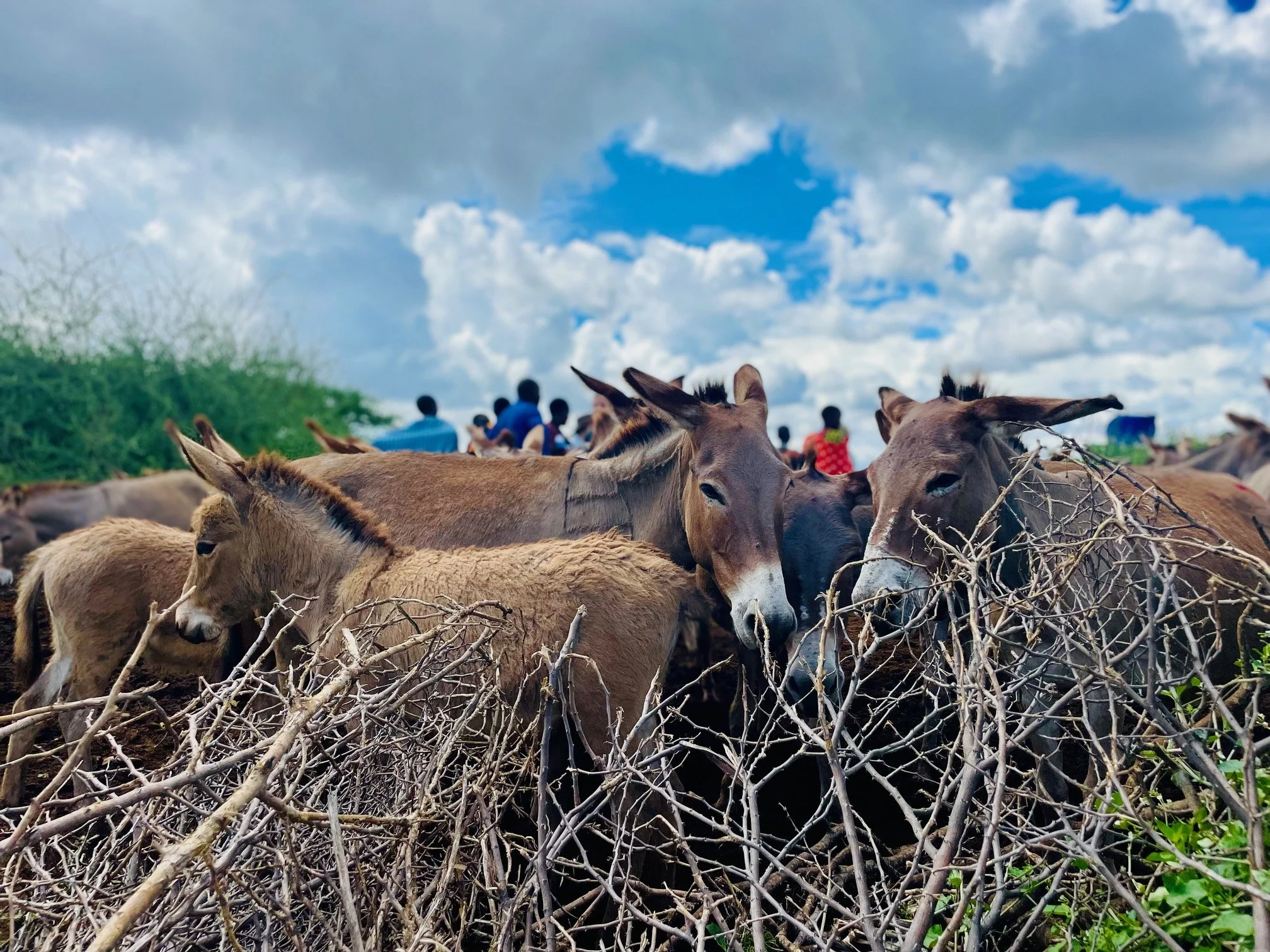 Alliance for Human Animal Coexistence