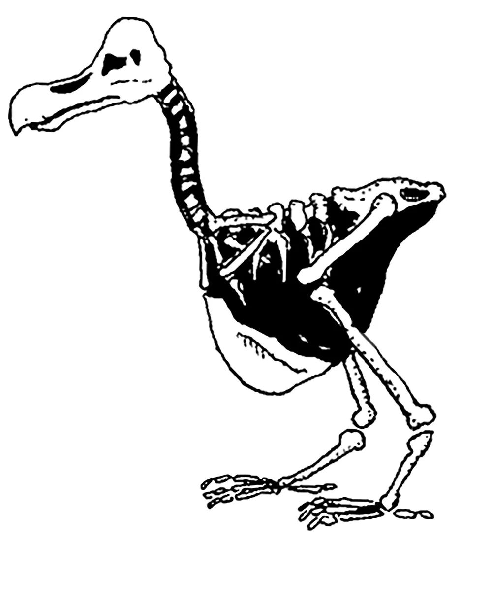 Dead as a Dodo — Wakka Wakka