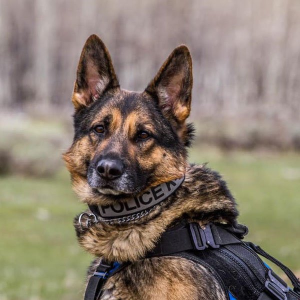 High Desert Police K-9 Association