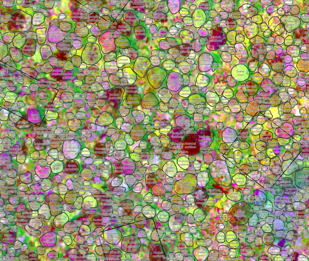 Tree mapping — forestmap.ai: AI powered forest insights designed for ...