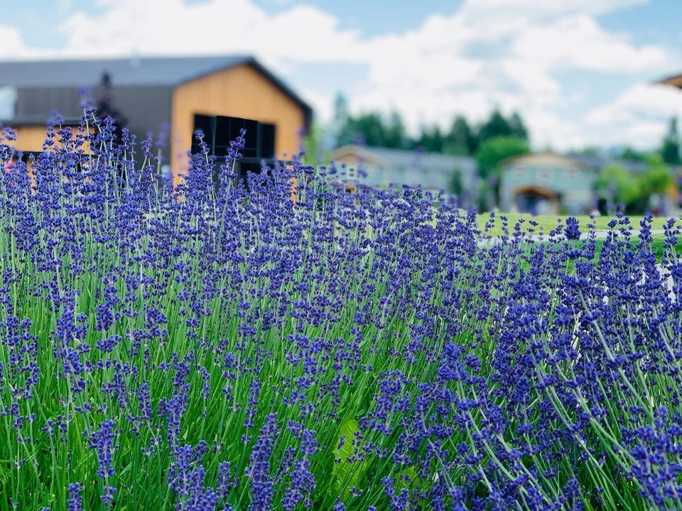 Donate — YWAM Montana Lakeside