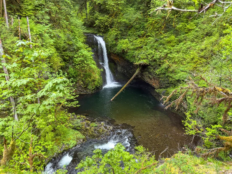 Butte Creek Falls Trail | A Lush Waterfall Loop in Oregon’s Santiam ...
