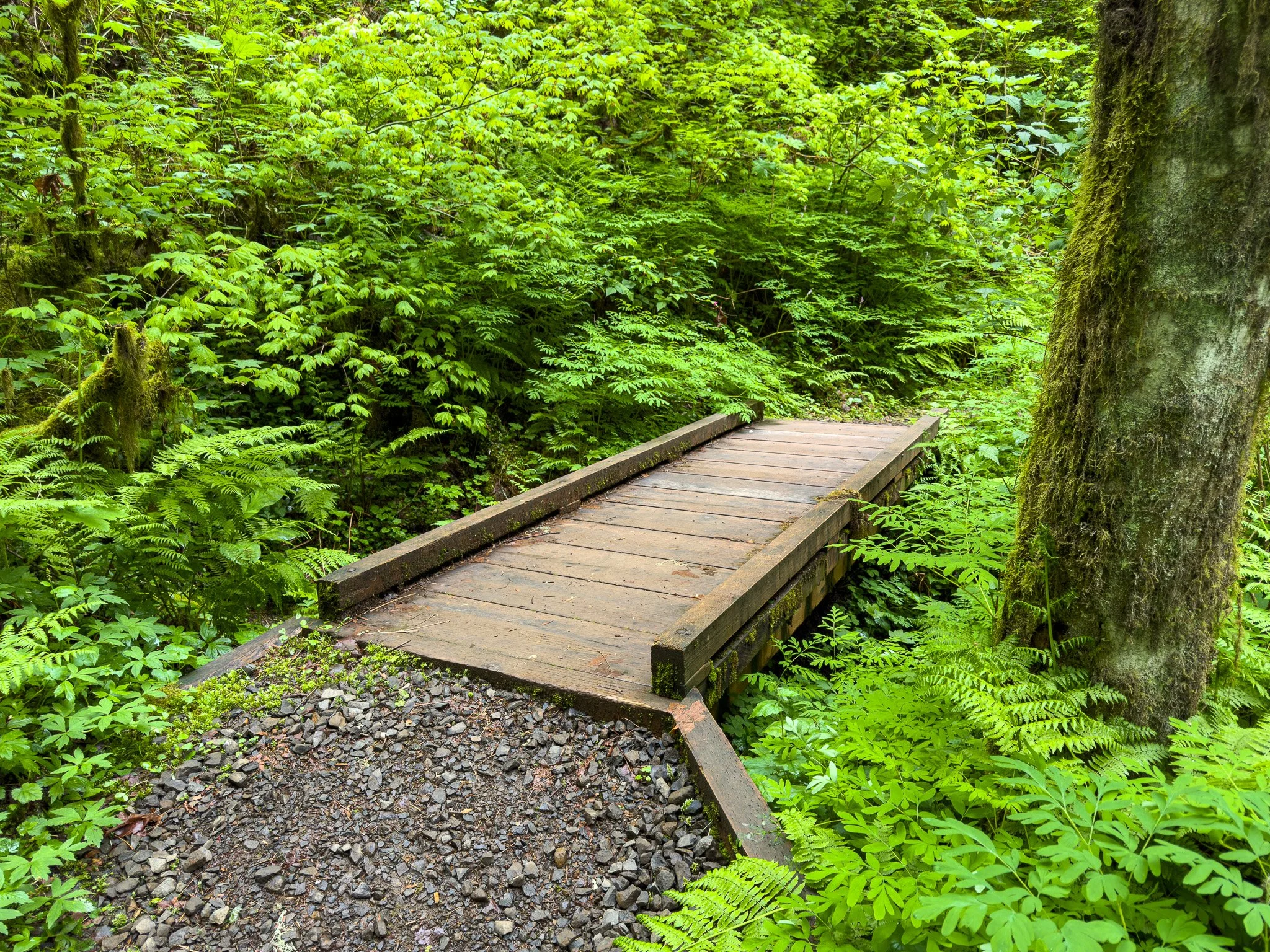 Butte Creek Falls Trail | A Lush Waterfall Loop in Oregon’s Santiam ...