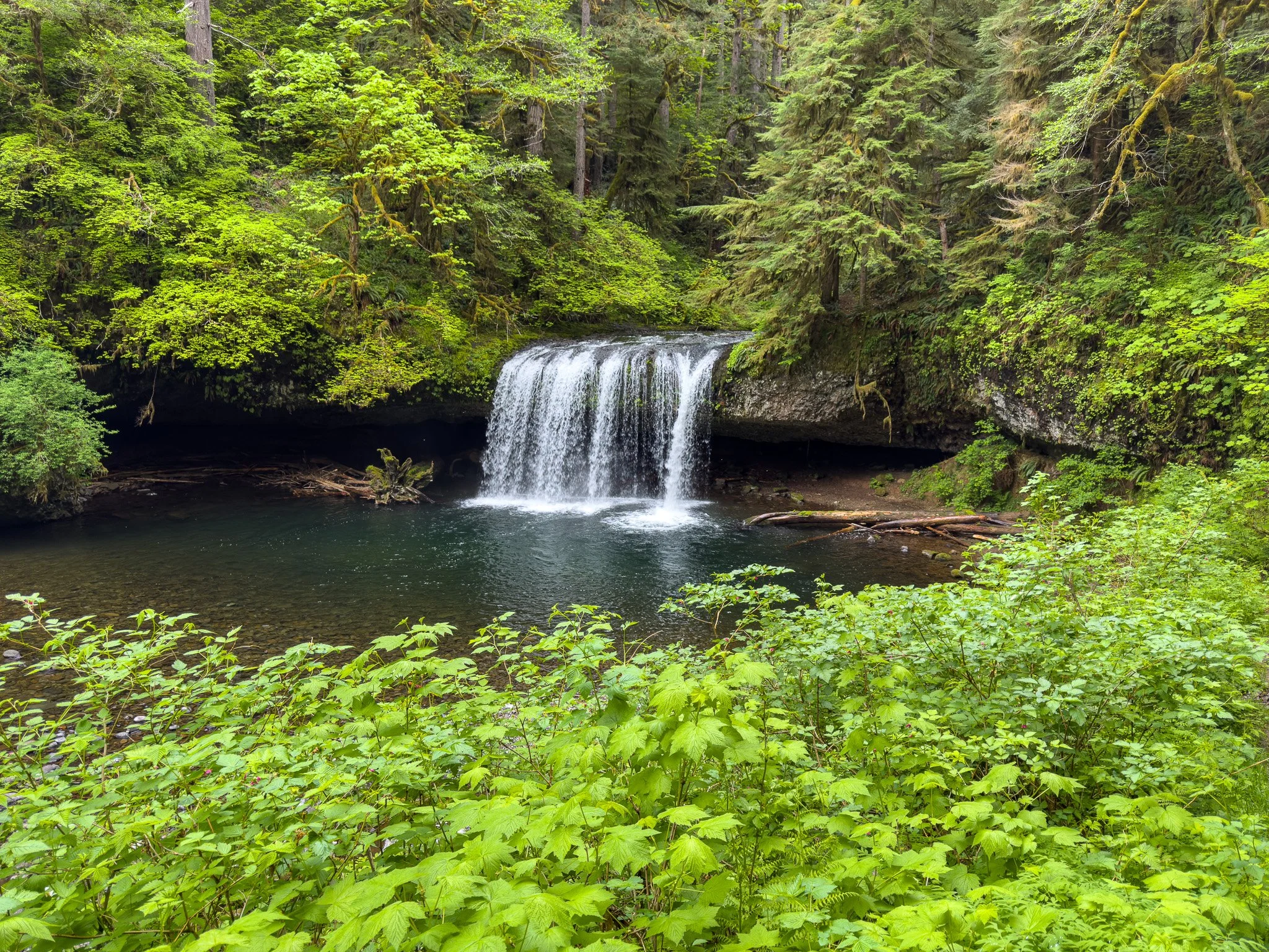 Butte Creek Falls Trail | A Lush Waterfall Loop in Oregon’s Santiam ...