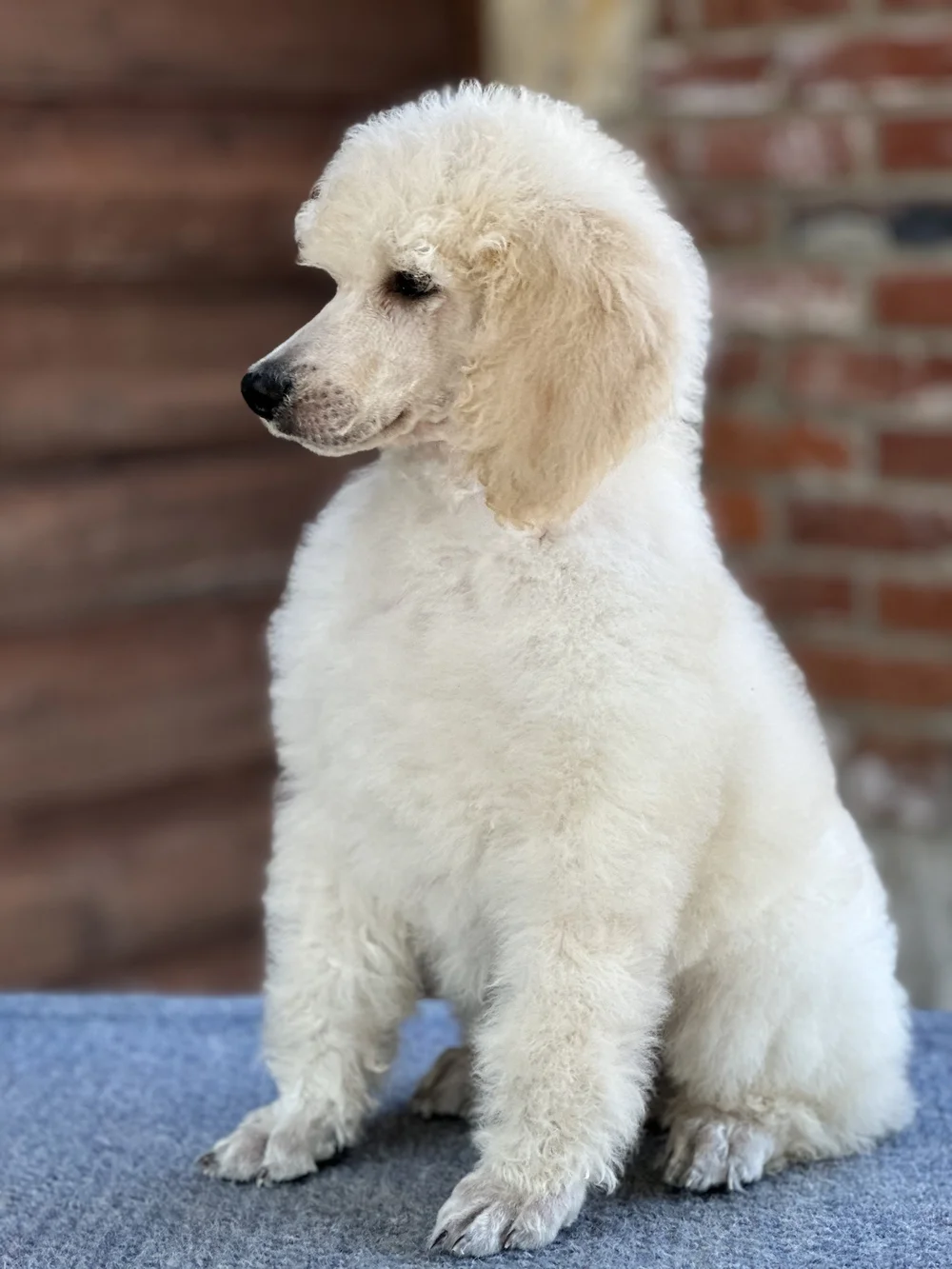 Our Story — Brienwood Poodles