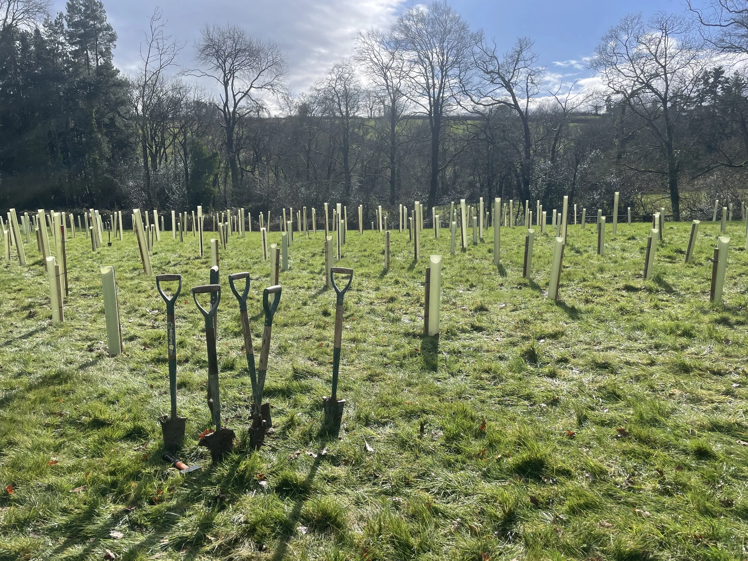 Blending Natural Regeneration and Tree Planting: A Woodland Success ...
