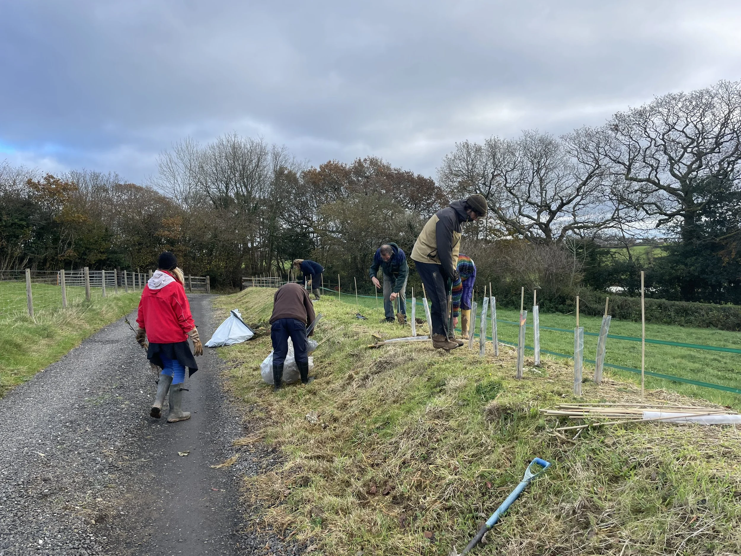Blossoming biodiversity: Cultivating a hedgerow oasis on a Cornish farm ...