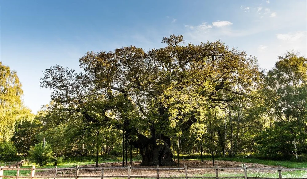 Exploring the United Kingdom's Oldest and Most Majestic Ancient Trees ...