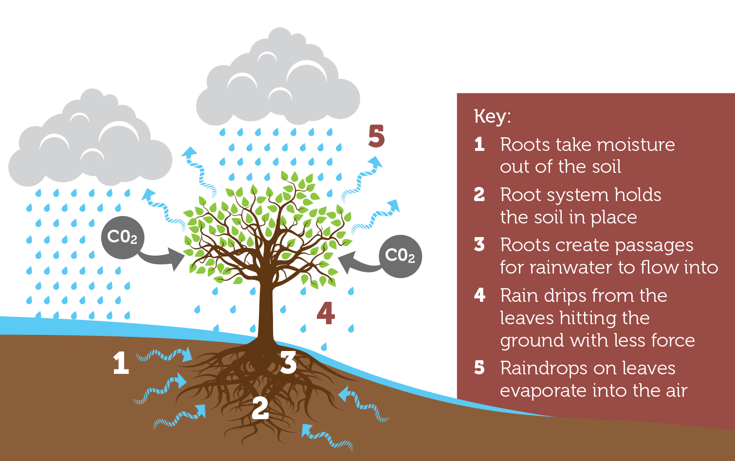 How trees reduce the risks caused by flooding — Protect Earth