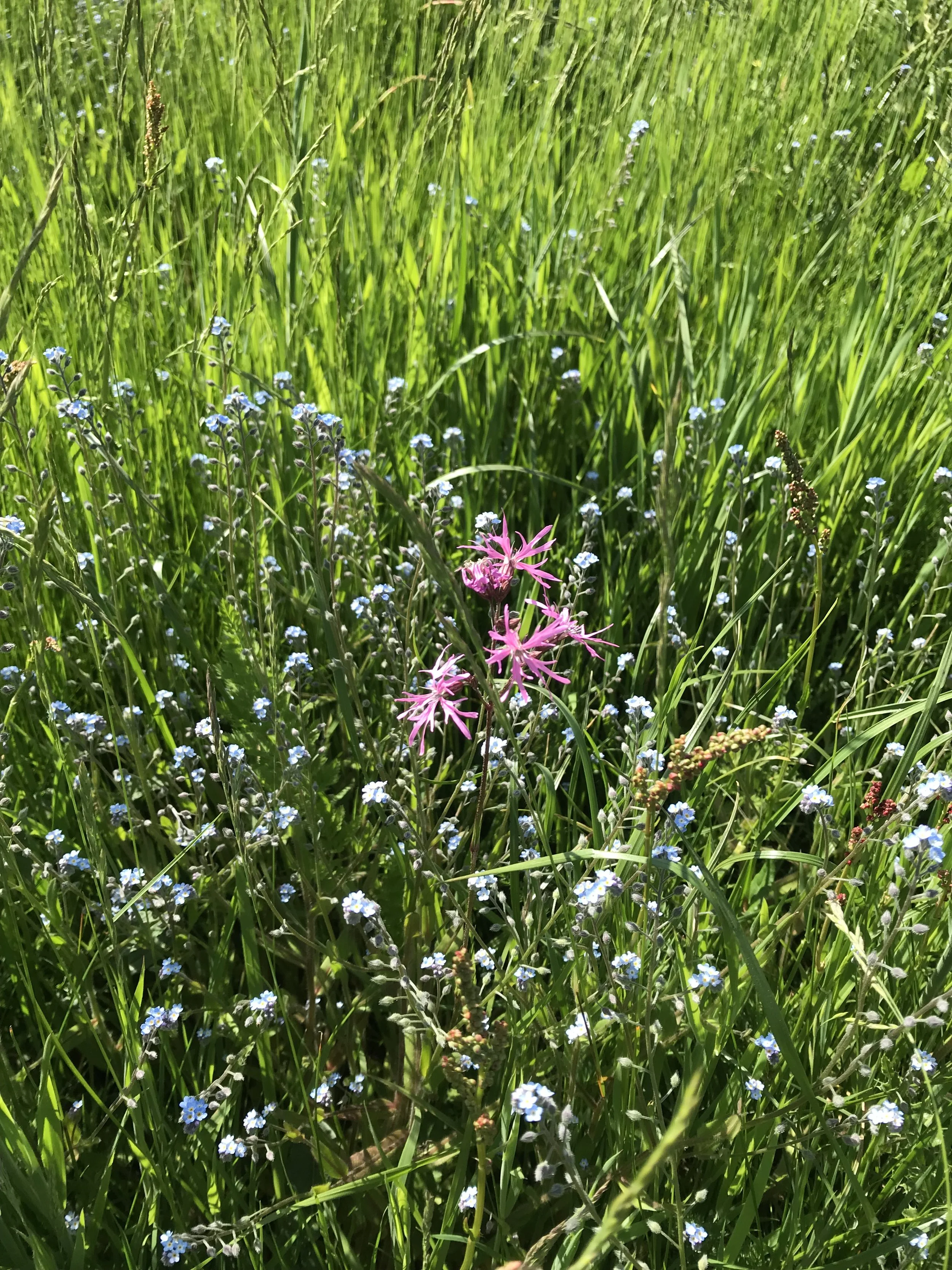 The difficulties and benefits of wildflower meadow creation — Protect Earth