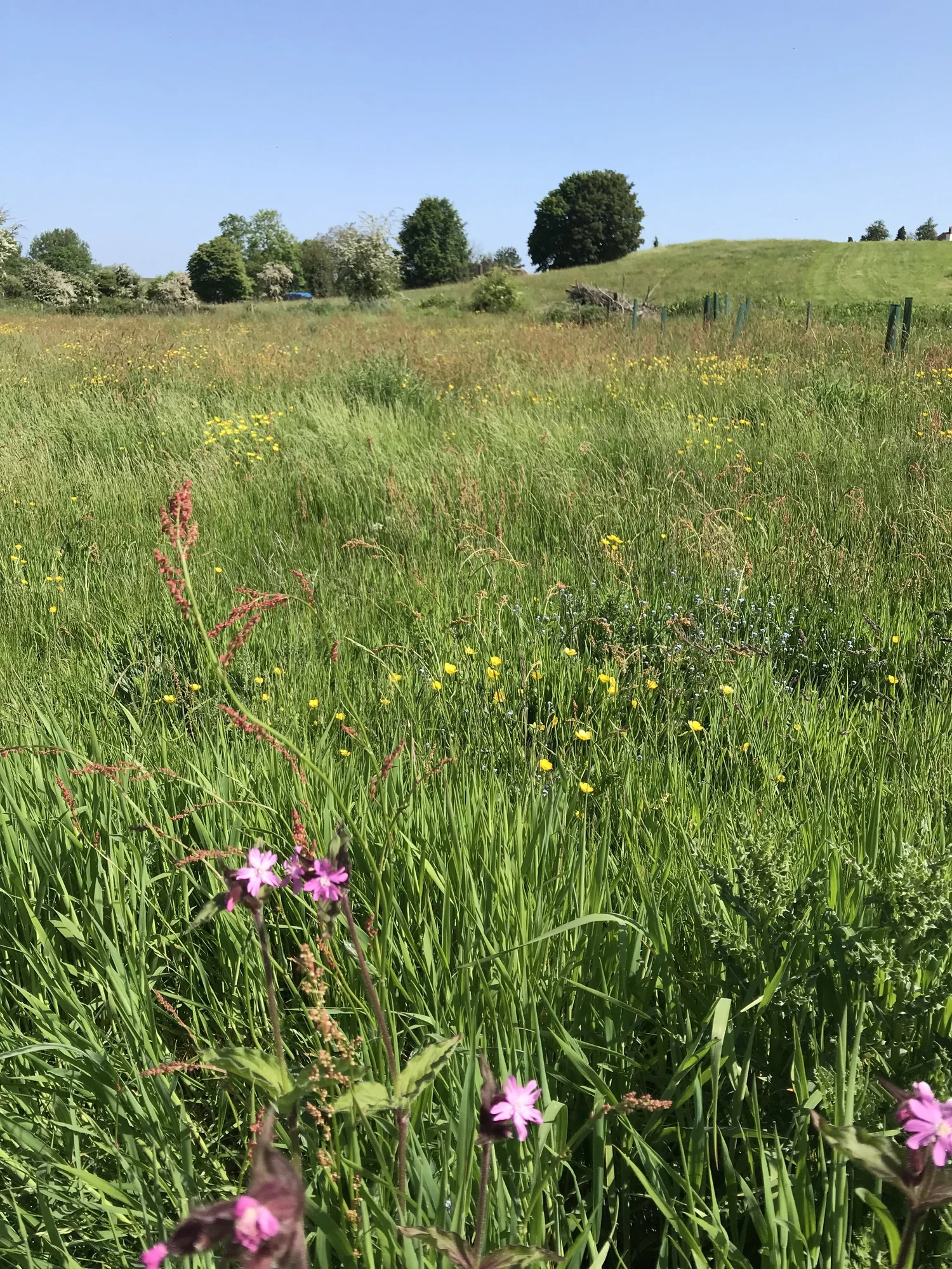 The difficulties and benefits of wildflower meadow creation — Protect Earth
