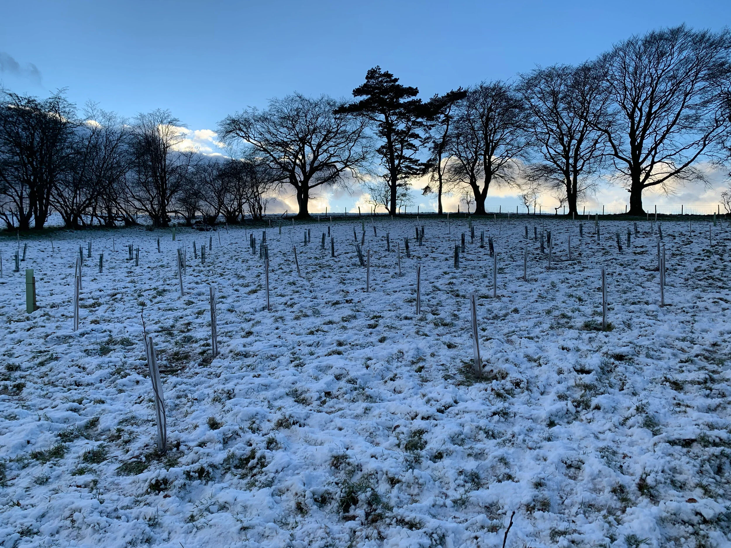 New Milestone Reached: 2,000 Trees Planted — Protect Earth
