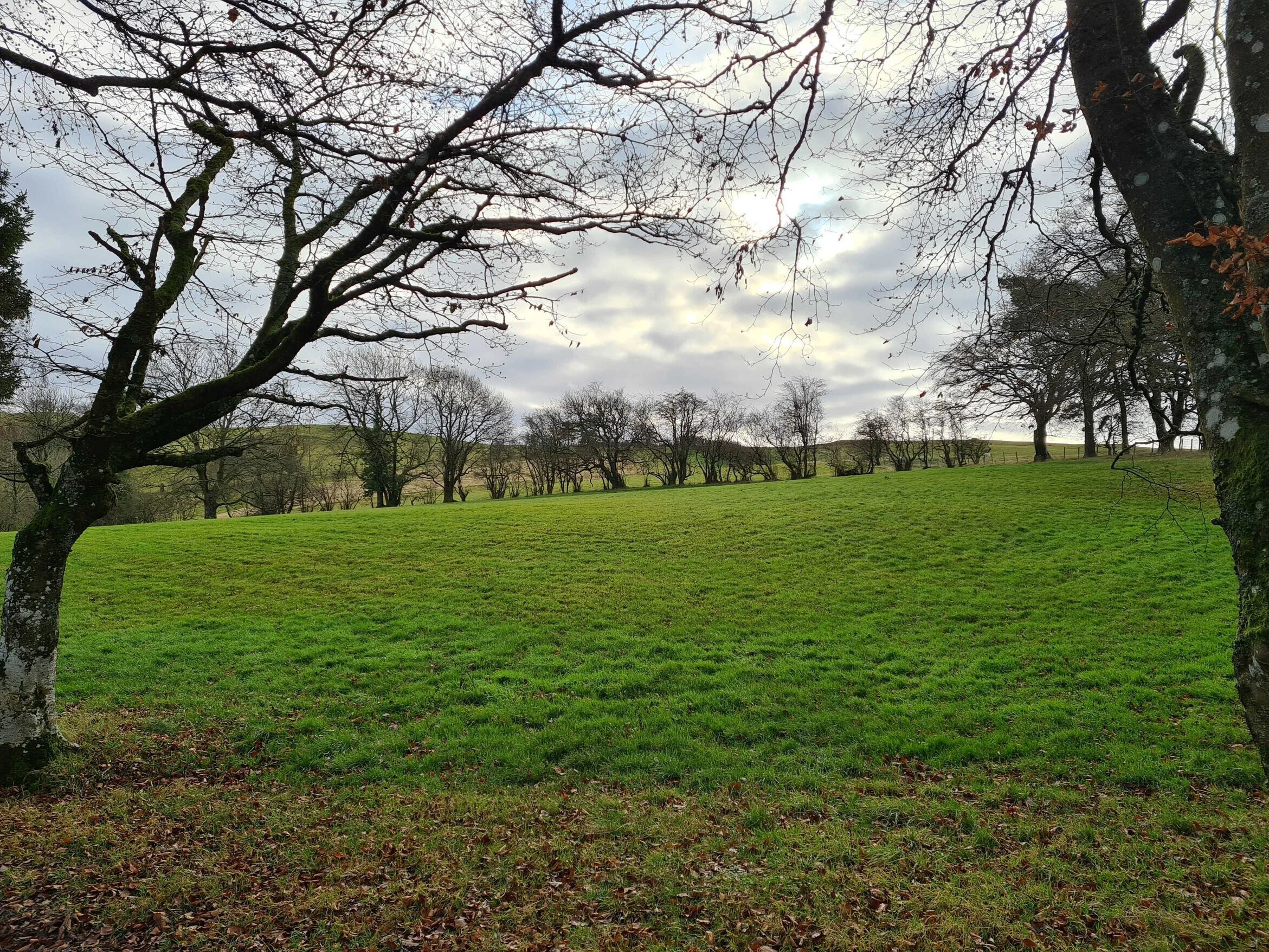 New Milestone Reached: 2,000 Trees Planted — Protect Earth