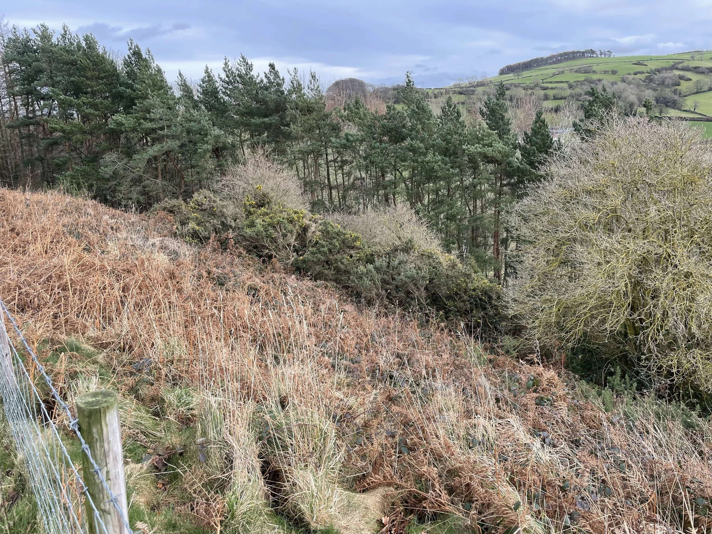 Biodiversity Enhancement at Nannerch: Creating Habitats for Wildlife ...
