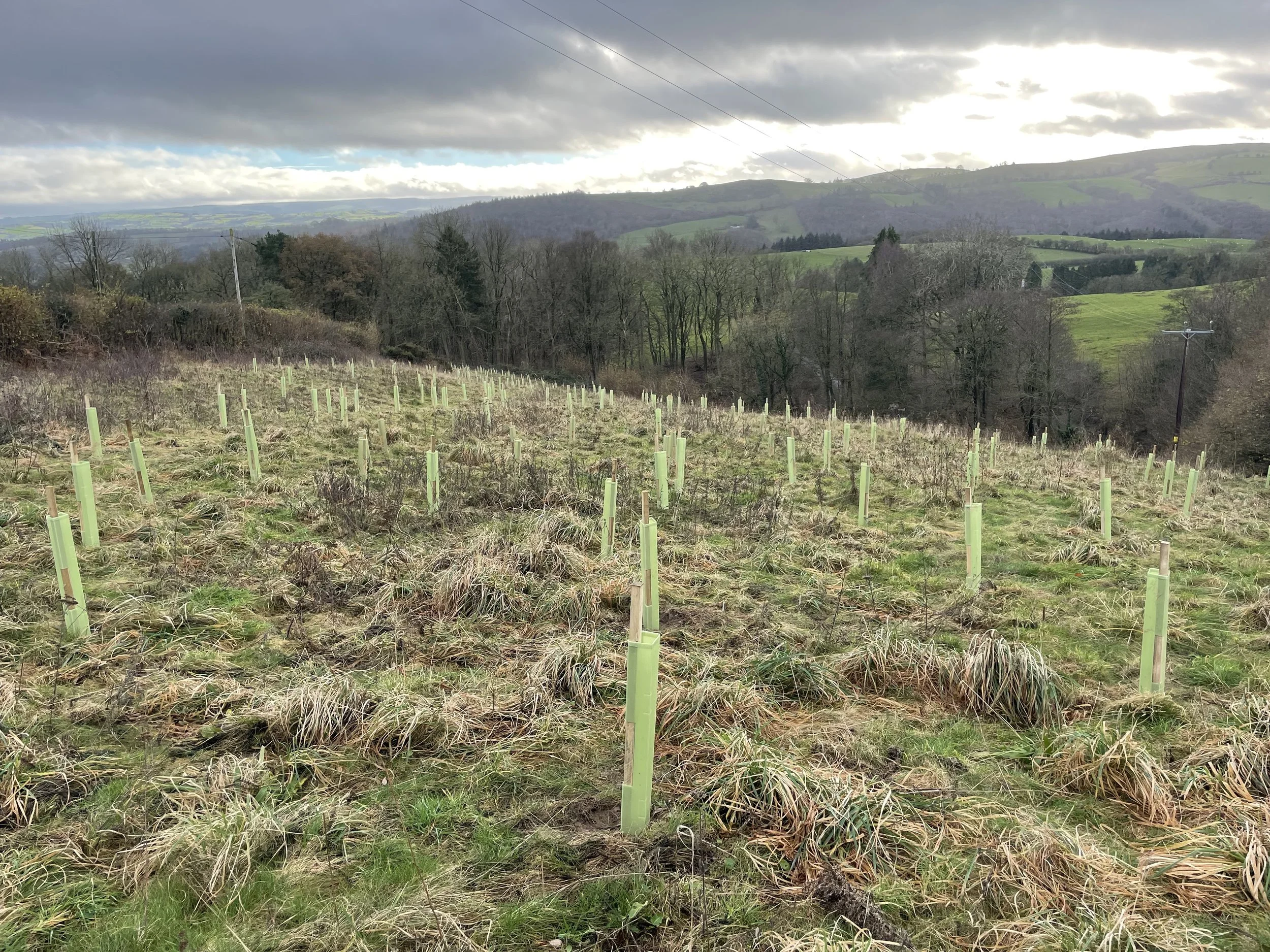 Protect Earth's 2024/25 UK Tree Planting Achievements — Protect Earth