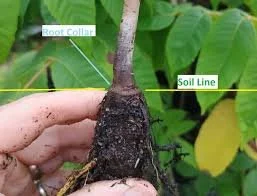 Protecting Your Saplings: Tips for Thriving Young Woodlands — Protect Earth