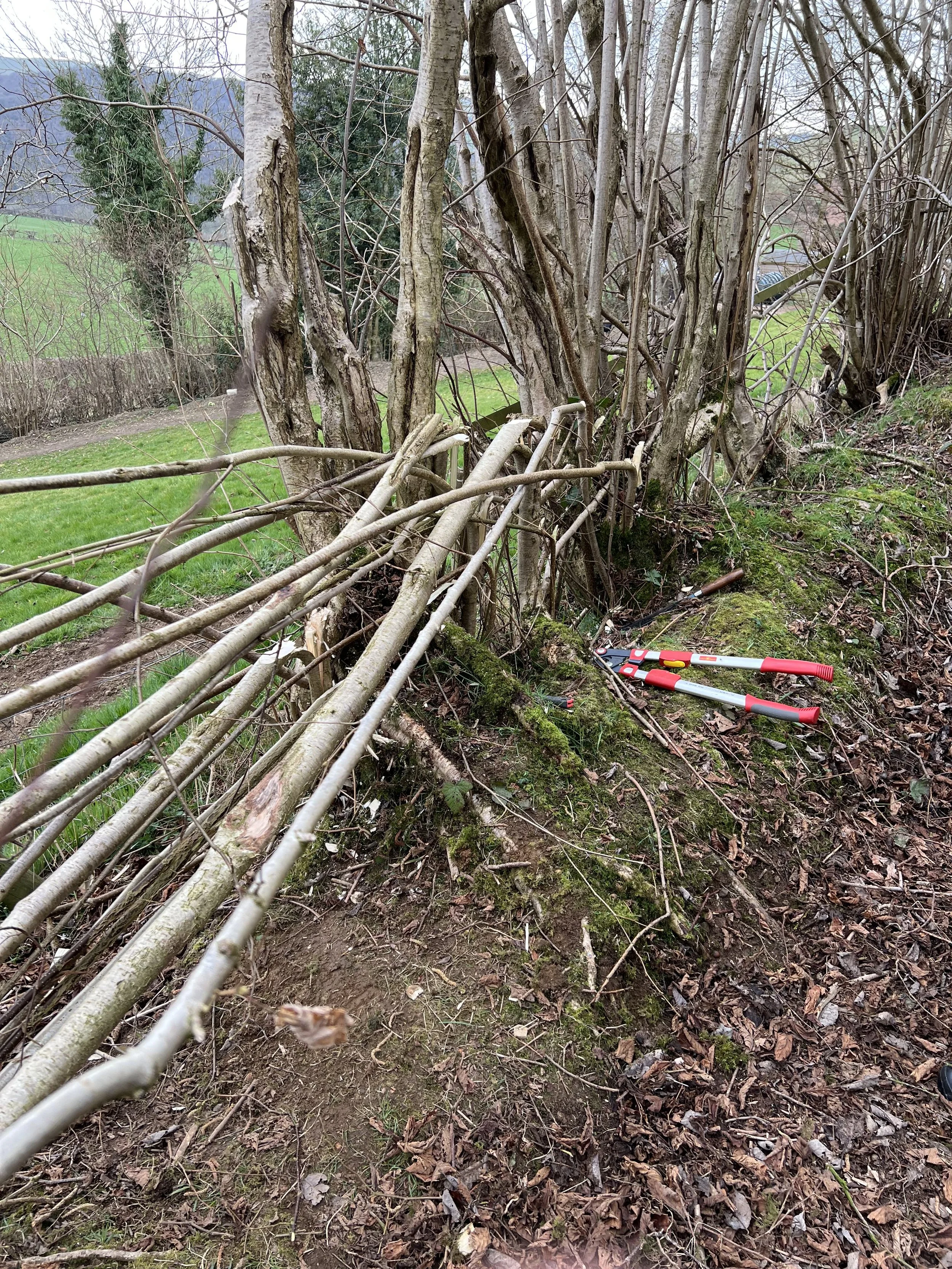 The Art of the Hedge: Reviving Traditional Hedge Management with Hands ...