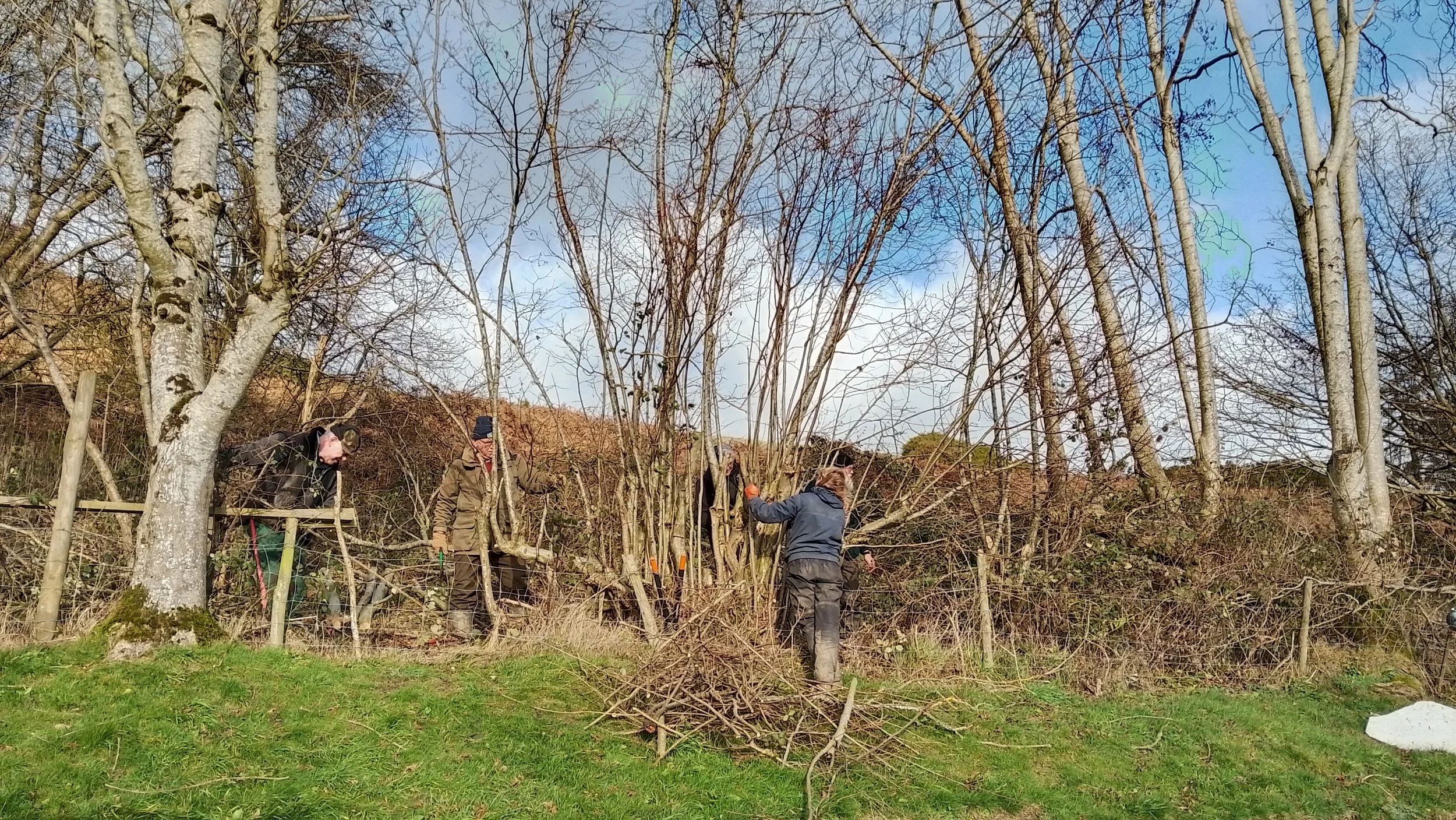 Our Hedge-Laying Courses and Why They Are Important. — Protect Earth