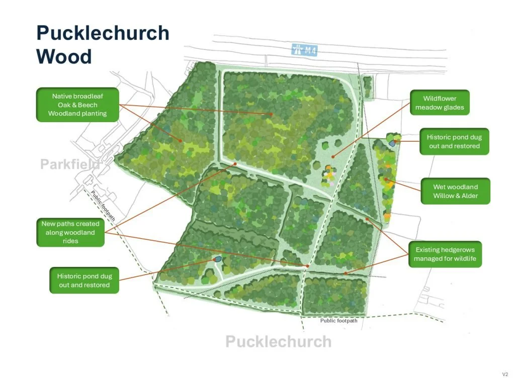 Pucklechurch Wood - A New Council-Created Woodland in South ...