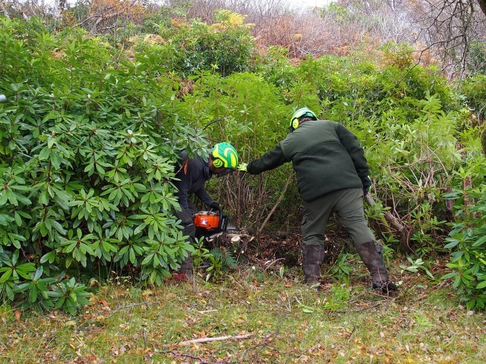 How Protect Earth Tackles Invasive Plant Species in the UK — Protect Earth