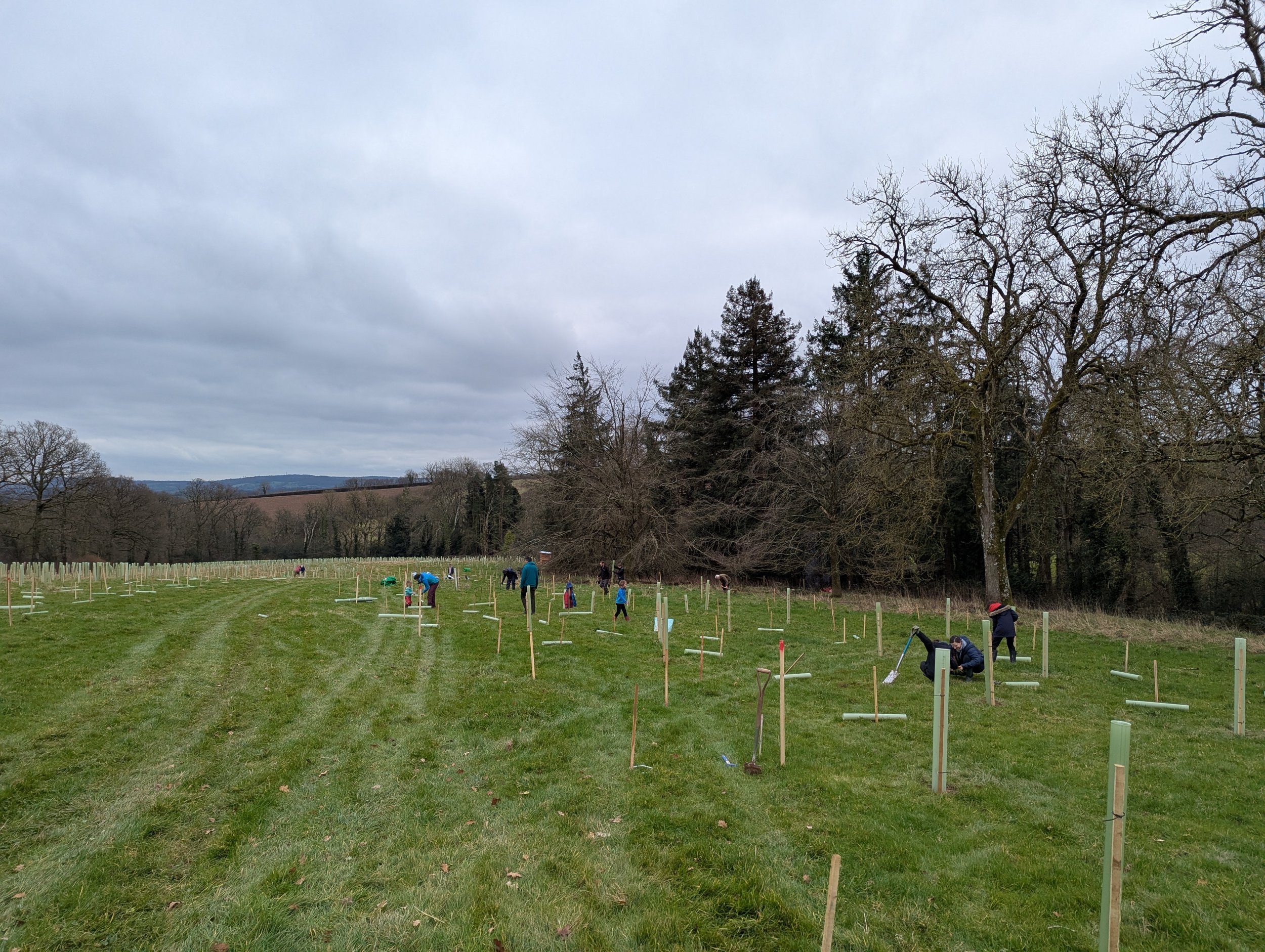 Blending Natural Regeneration and Tree Planting: A Woodland Success ...