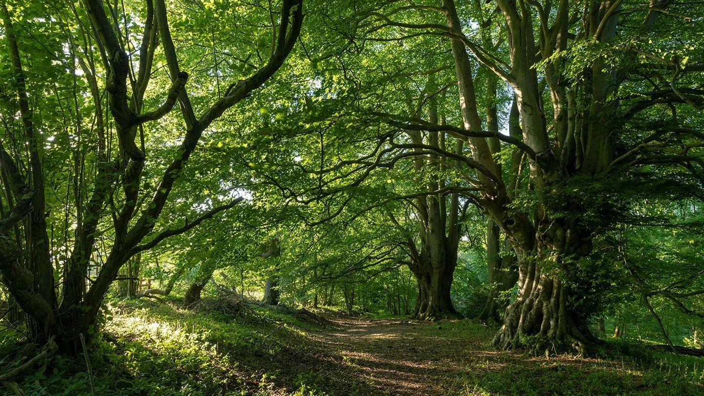 Protecting Red Squirrels: The Role of Biodiversity Conservation and ...