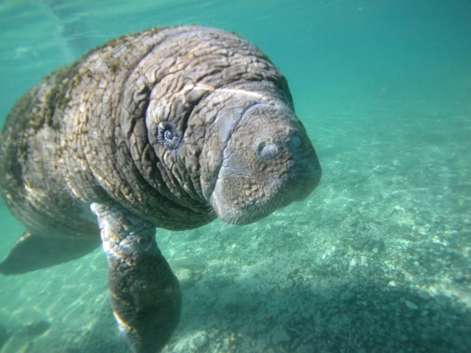 American Pro Dive Center | Dive Into Adventure
