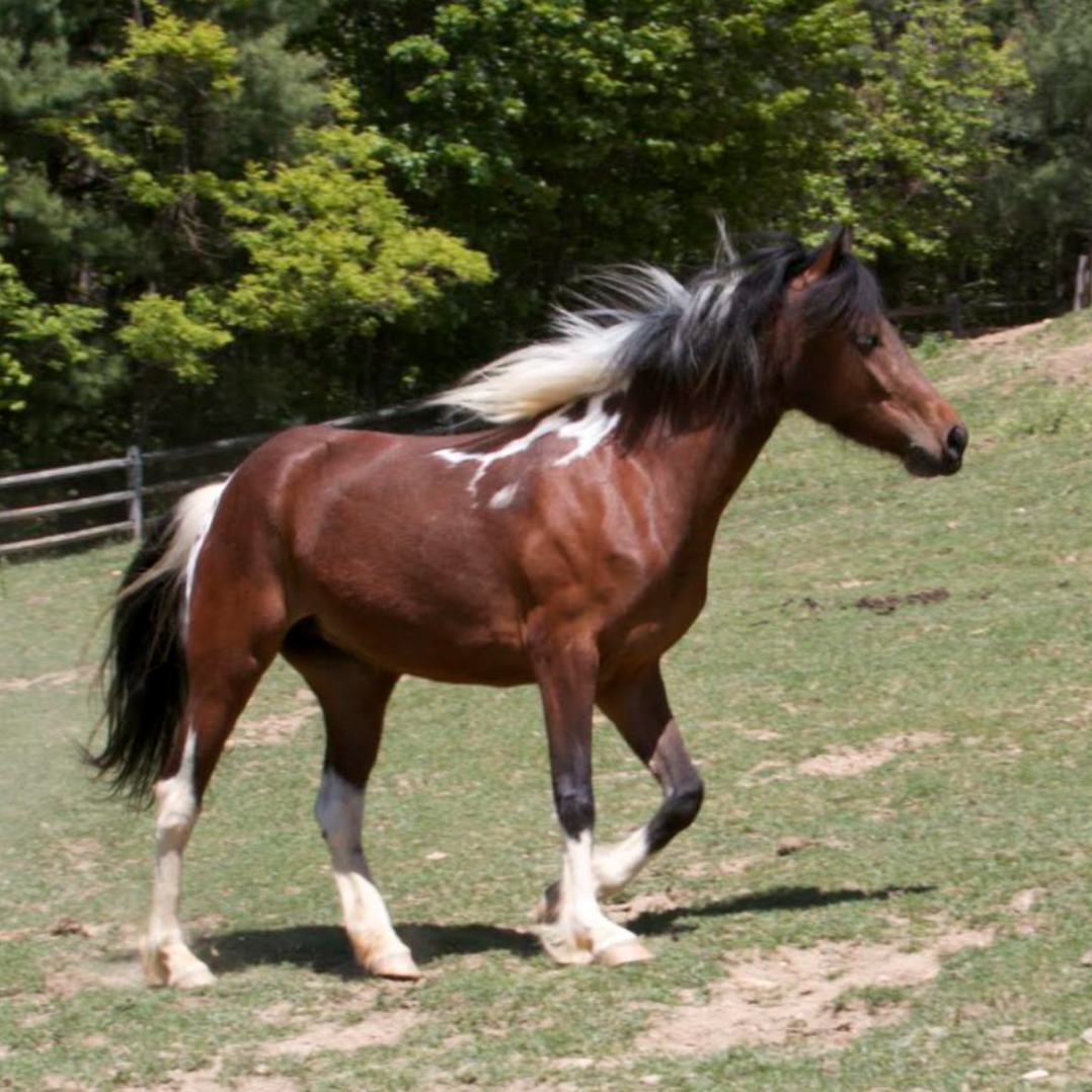 Meet the Animals — Sweetwater Farms