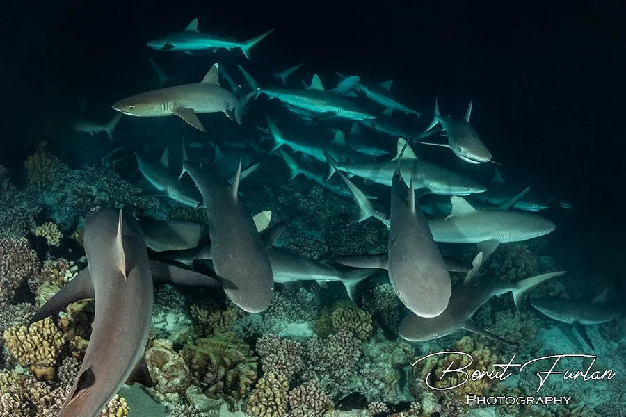 JUŽNI PACIFIK - 2. DEL: FAKARAVA IN MOOREA — YOU(R)SEA