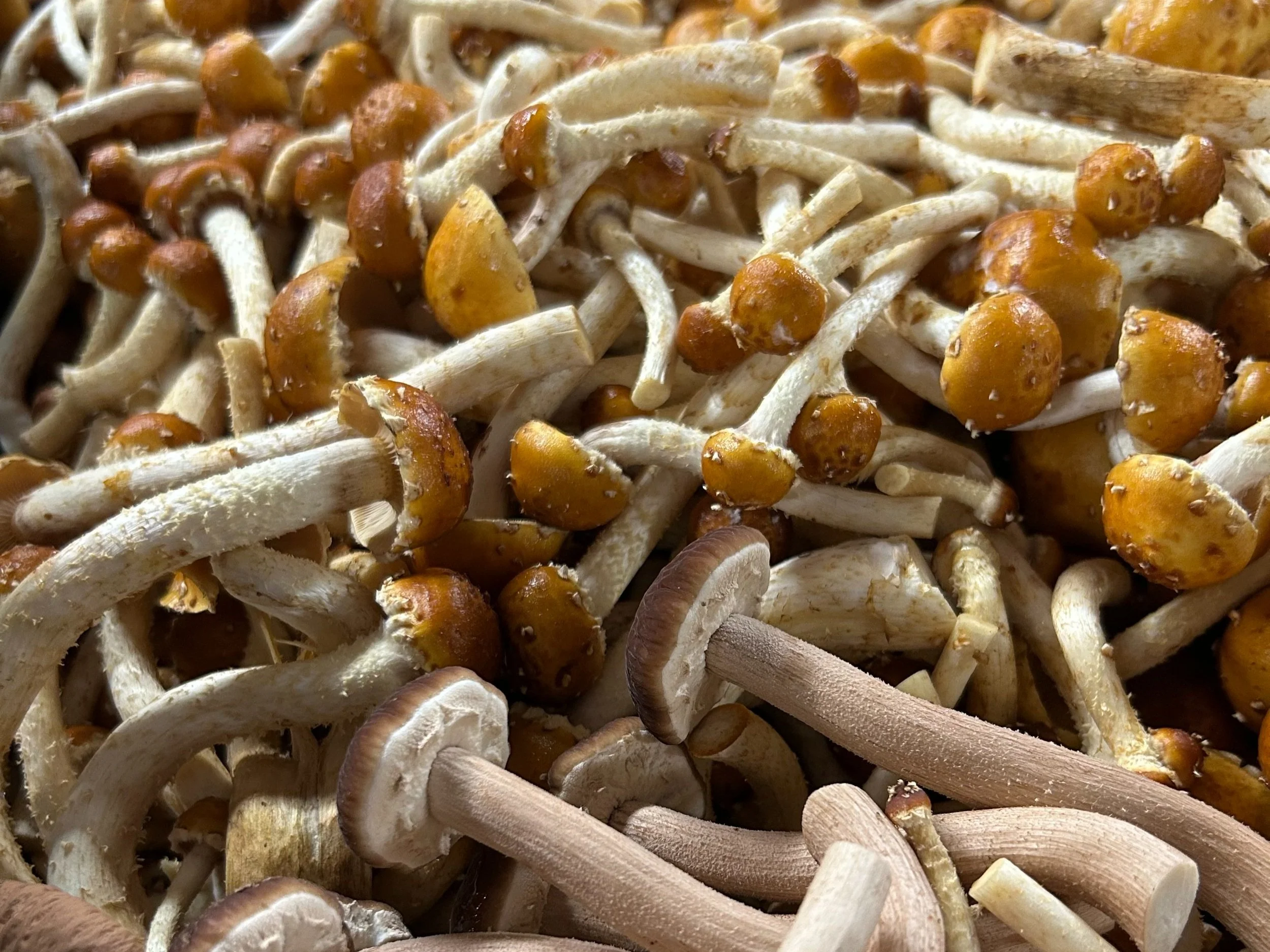 Products | Fresh Mushrooms | Tinctures | Bundles | Powders | Juices ...