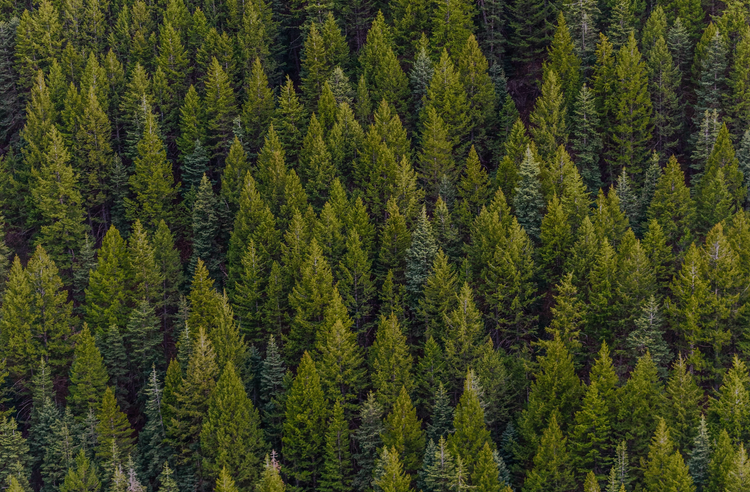 Products — Timbertote